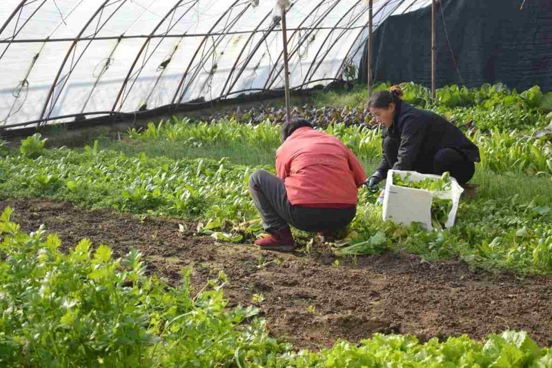Subvenție nouă și consistentă pentru legumele cultivate în sere și solarii