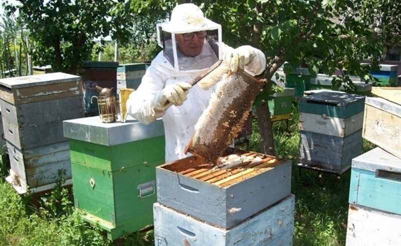 Se pregătește o subvenție directă pentru apicultori
