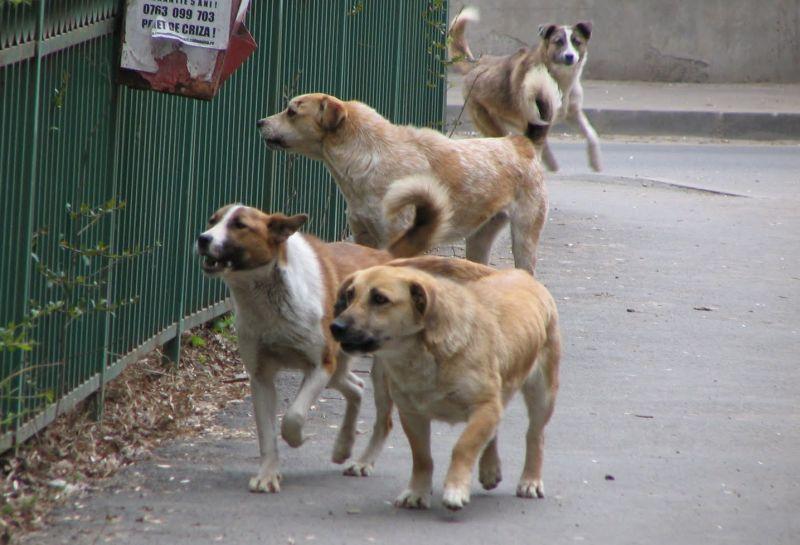 DE NECREZUT, dar se întâmplă totuși ÎN TIMIŞ: Câinii comunitari cu ...