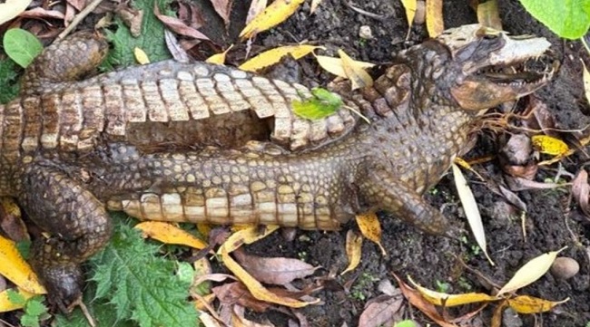 Incident bizar în Anglia. Polițiștii au căutat un crocodil prin canale