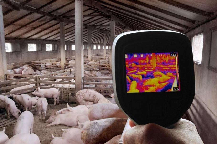 Focar de pestă porcină în vestul țării. Peste 300 de porci vor fi ...