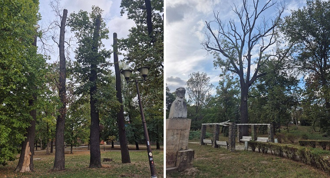 Cinci stejari seculari din Parcul Regina Maria din Timișoara vor fi ...